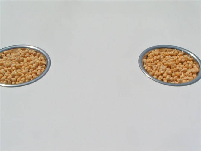 At the Table: Sharif Waked's Khumus